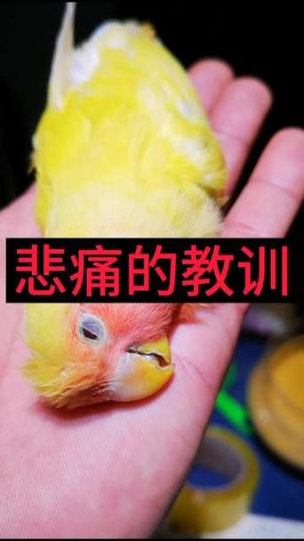 小鹦鹉为什么突然死了截图