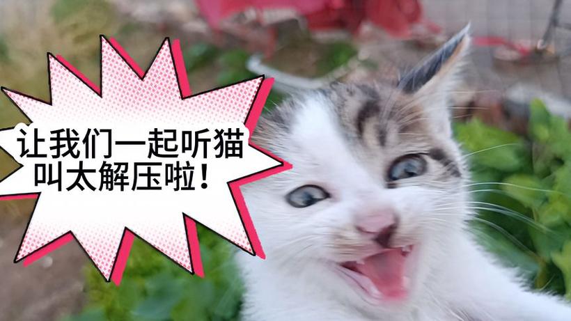 猫无敌全本免费听截图