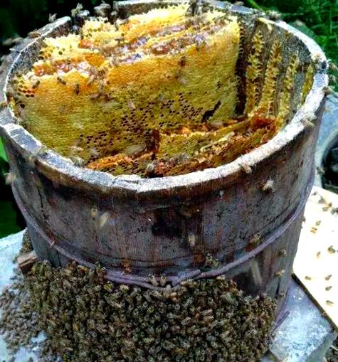 如何赶走蜜蜂窝