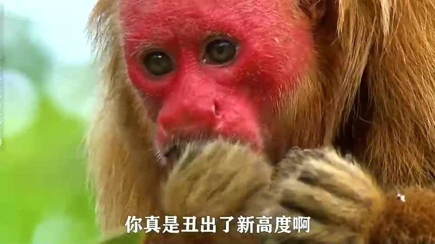 红色猴子表情包图标