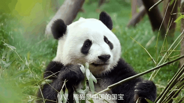 熊猫人无所畏惧图标