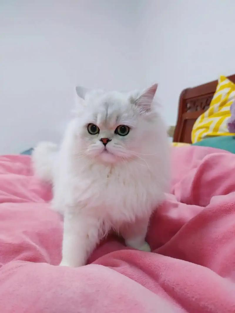 白色金吉拉猫多少钱一只