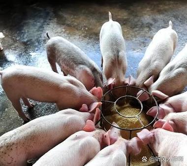 适合农村养猪的方法截图