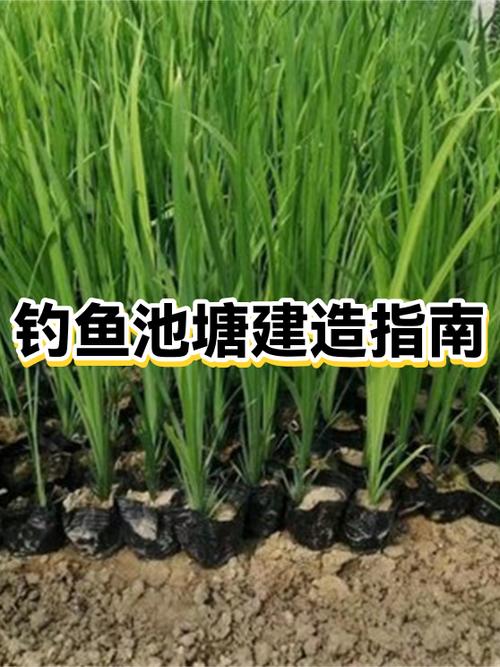 钓鱼水池的具体要求图标