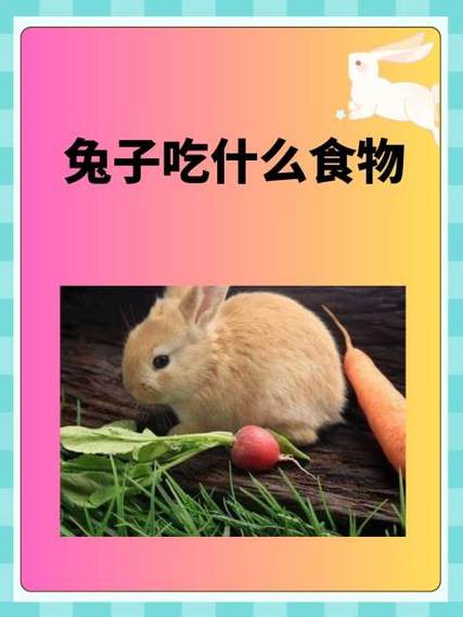 兔子主要吃什么截图