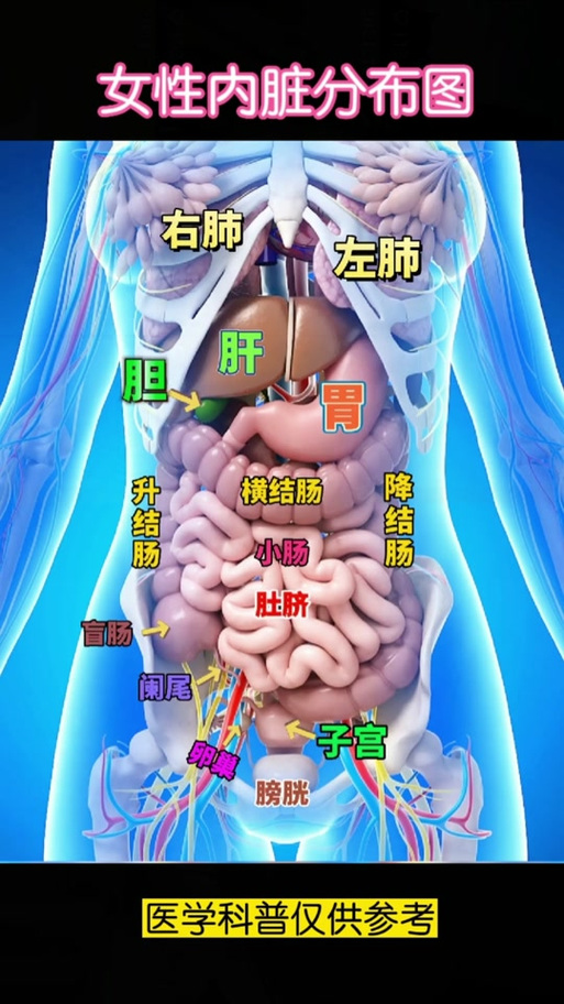 人体的五脏六腑的位置图标