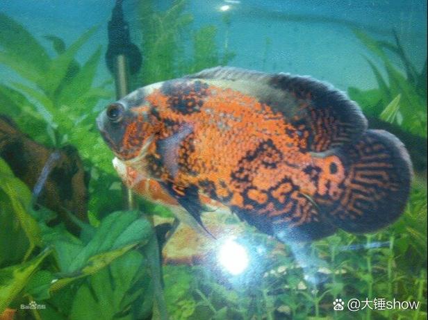 地图和巴西亚能混养吗