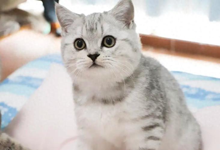 养虎斑猫十大禁忌图标