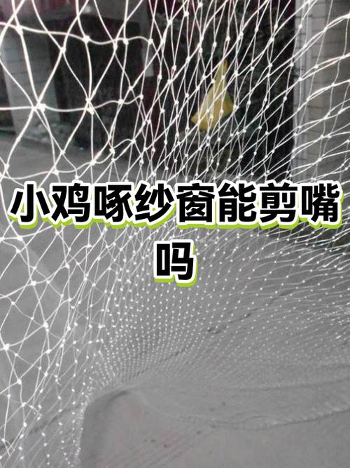 切嘴小鸡能长回来吗图标