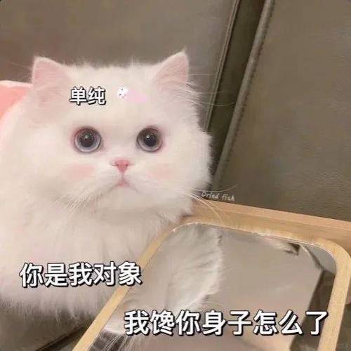 撩来撩去图标