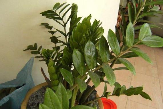 摇钱树苗种植图标