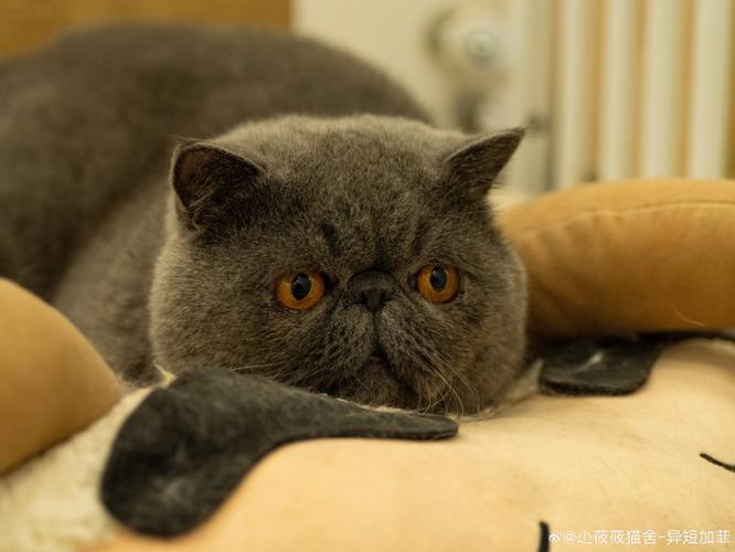 我的宠物猫图标