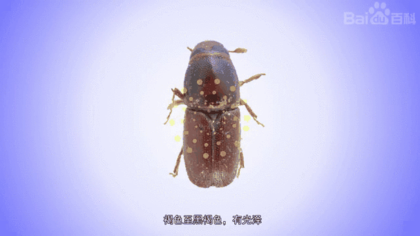 家里出现蠹虫的原因图标