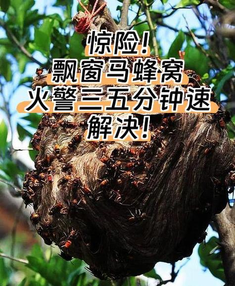 解决马蜂窝最好的办法