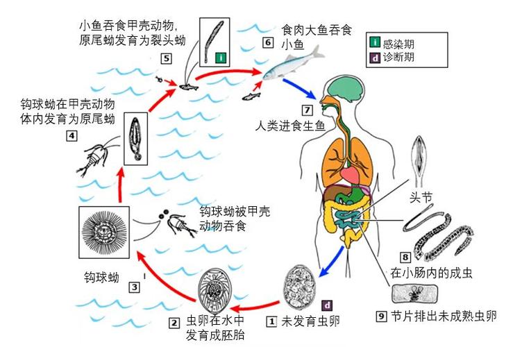 城市寄生虫v1.0.3图标