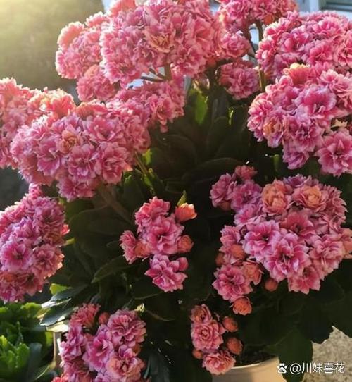 肥花是谁截图