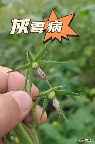 毒性微毒图标