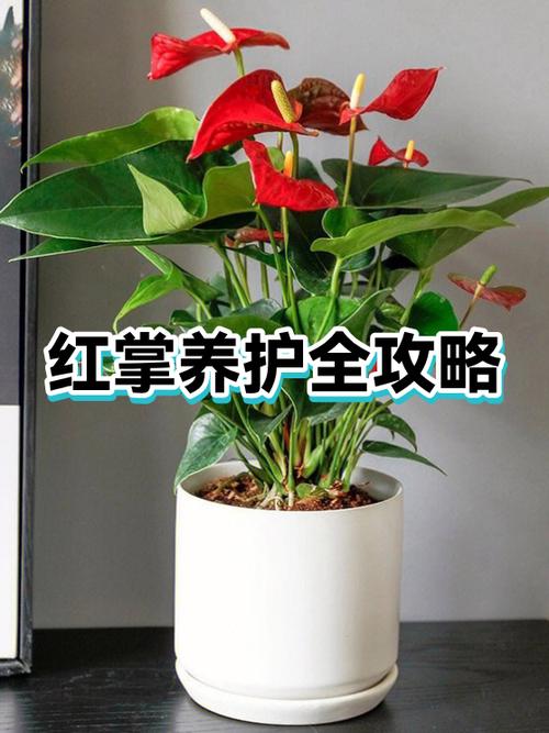 红掌盆栽怎么养图标