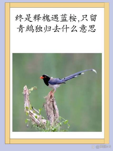 诗情画意用来比喻什么截图