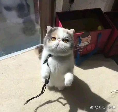 外面捡的猫可以带回家养吗图标