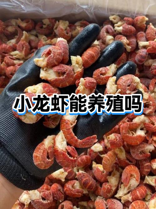 2020小龙虾还能继续养殖吗截图