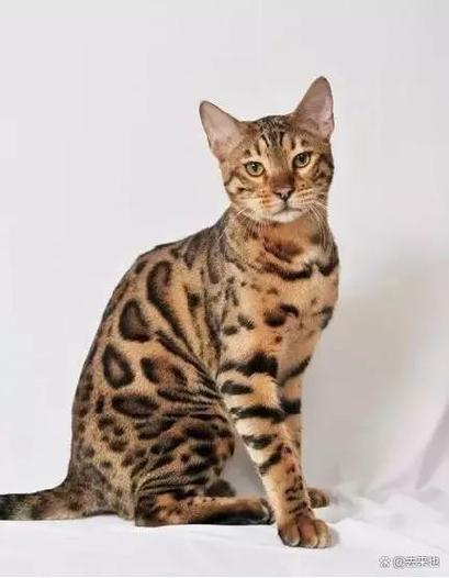 十大名贵猫 前十名图标