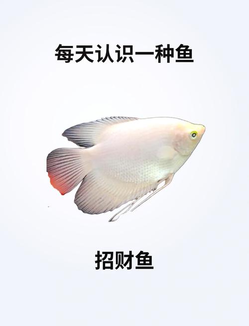招财鱼跳缸代表什么图标