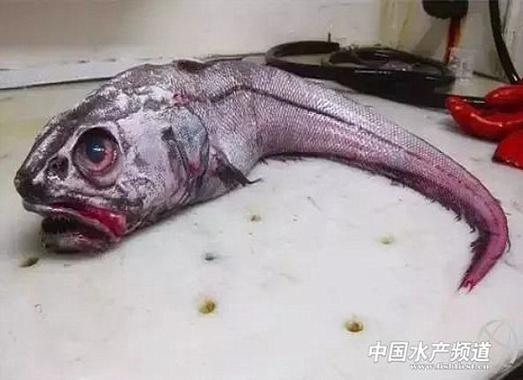 最建议买的细鳞鳕鱼图标