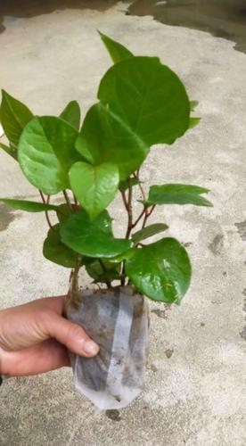 花斑竹图标