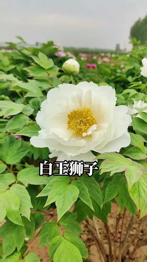 白王狮子截图