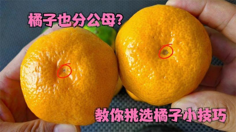 怎么看橘子甜不甜图标