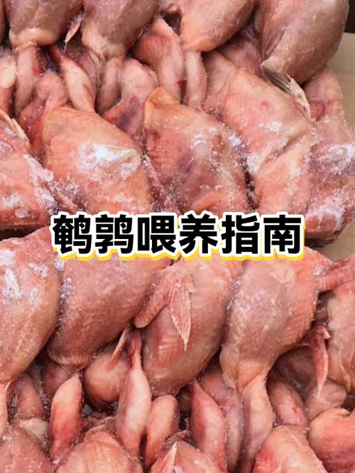 鹌鹑吃什么食物图标