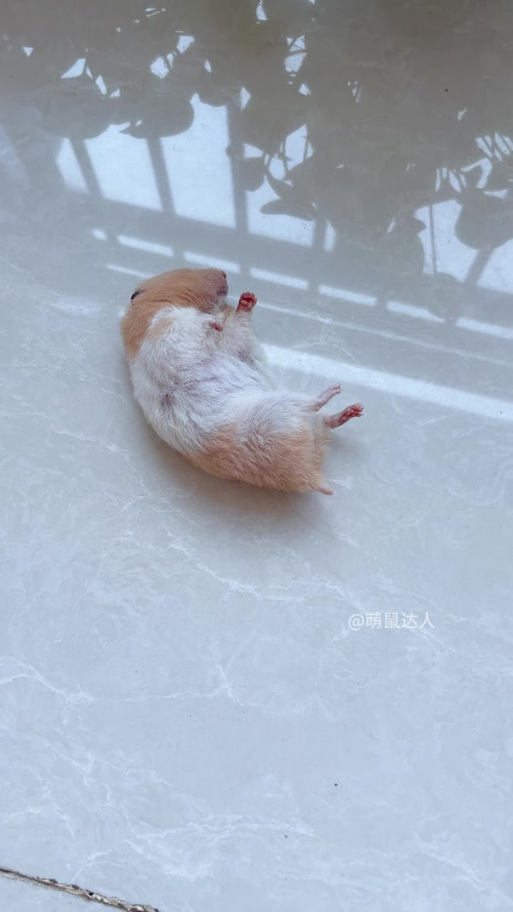 小仓鼠一抽一抽的图标