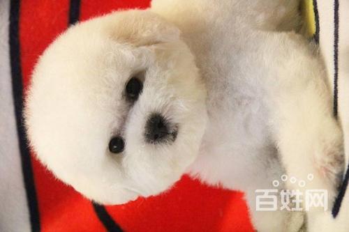 波比熊狗截图