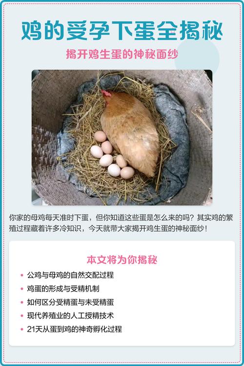 鸡是怎么受孕的科普截图