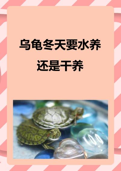 养龟的注意事项图标