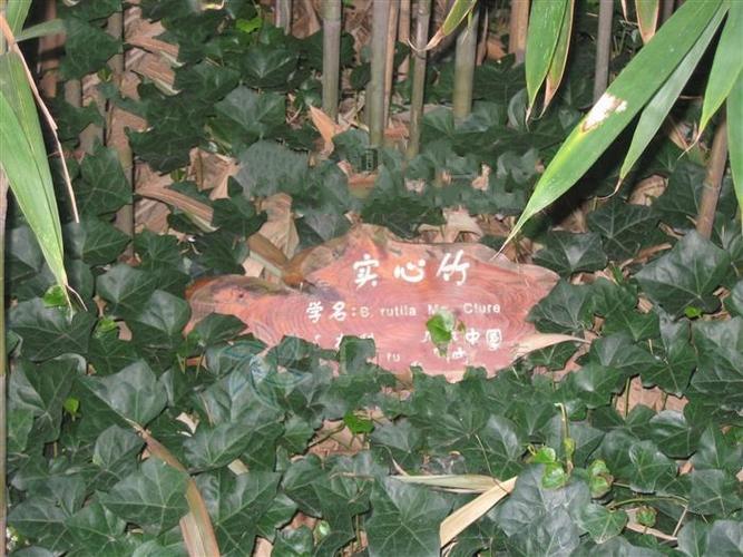 实心竹有什么用途图标