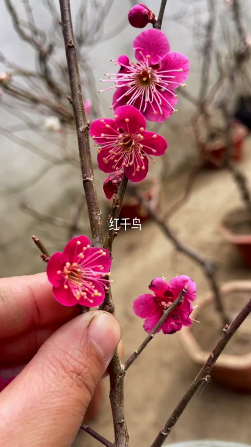 红千鸟是什么花截图