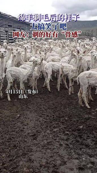 羊身上的毛怎么弄干净截图