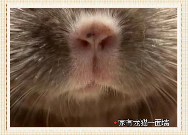 龙猫需要伴侣吗截图