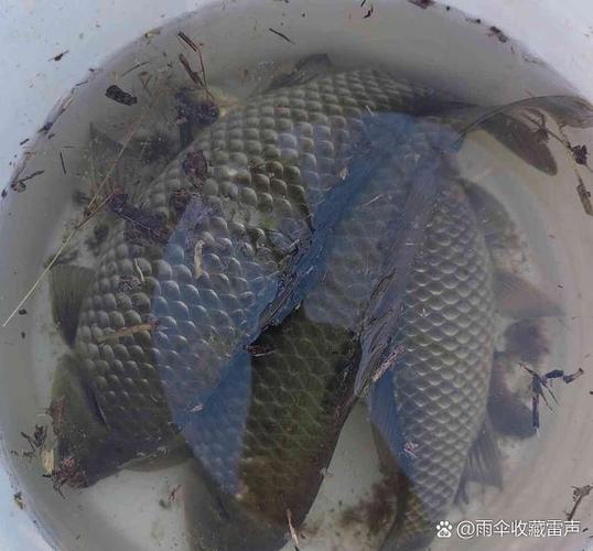 钓鱼一杆钓到两个的寓意截图