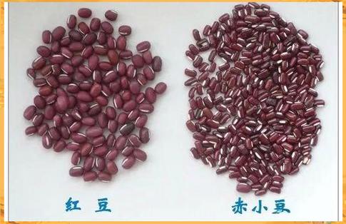 红豆赤豆的区别截图