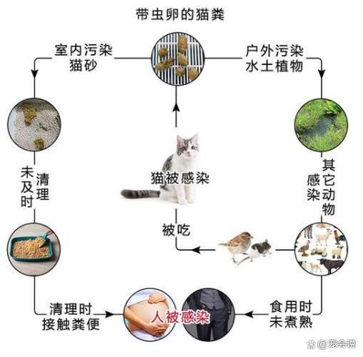 猫会传染给人什么图标