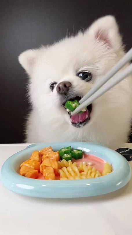 狗狗沉浸式吃播图标