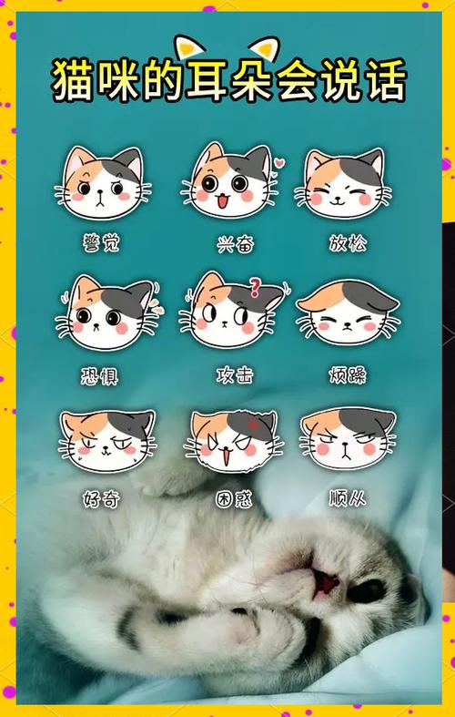 猫说话图标