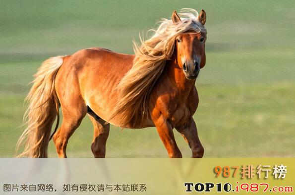 黄骠马是谁的坐骑图标