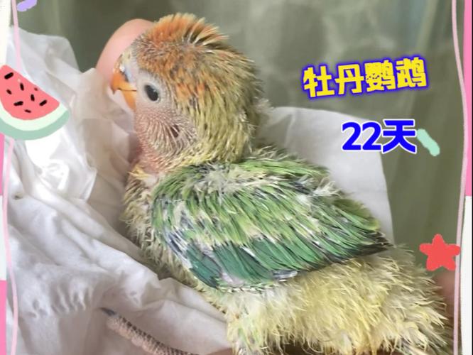 牡丹鹦鹉雏鸟长大过程截图