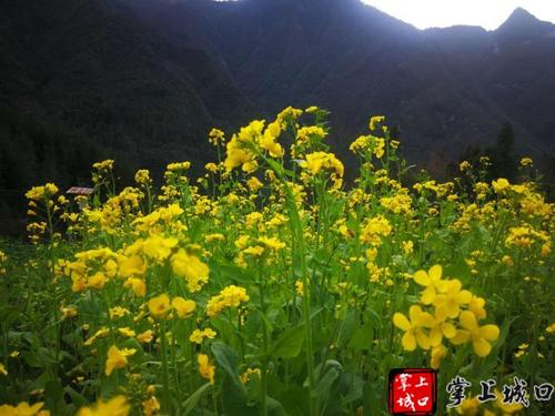 春开花暖截图