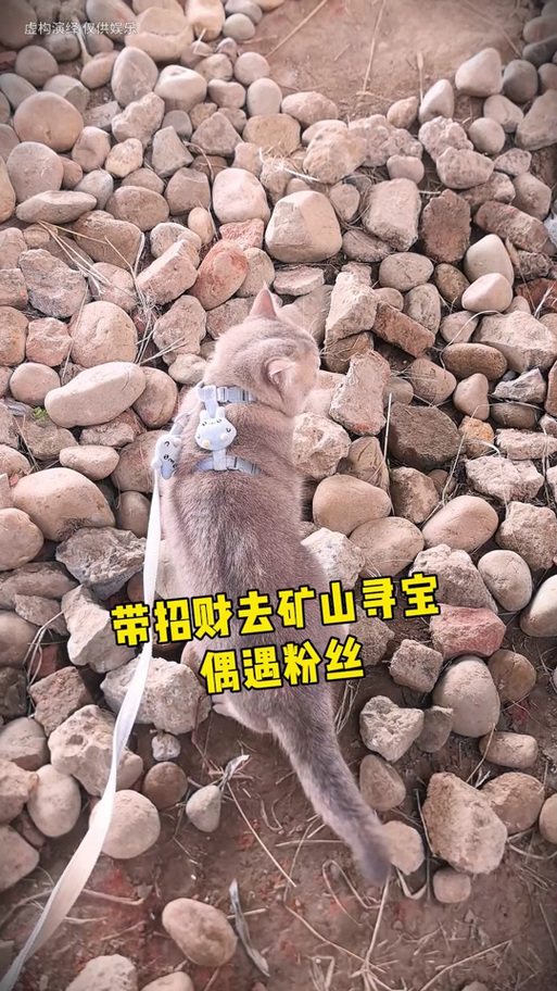招财猫寻宝的视频图标