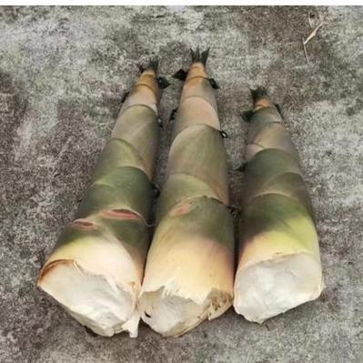 甜竹竹特性哪个好图标